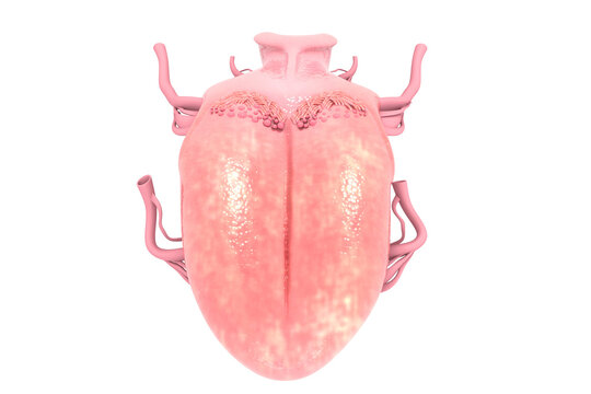 Gaumenmandeln Bilder – Durchsuchen 272 Archivfotos, Vektorgrafiken und ...