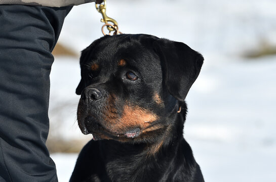 Serio Images – Browse 6,782 Stock Photos, Vectors, and Video | Adobe Stock