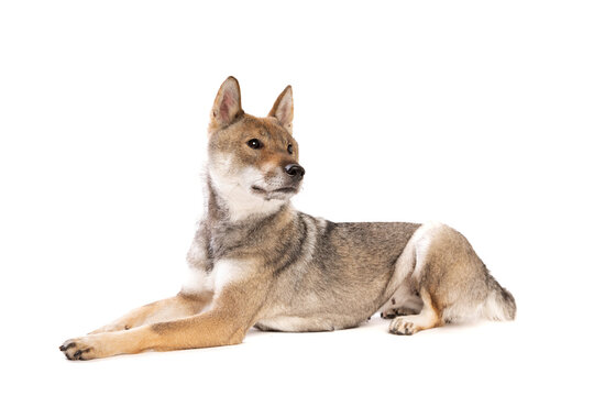 Can Shikoku Be White
