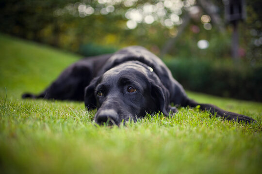 「Labby」の写真素材 | 94件の無料イラスト画像 | Adobe Stock