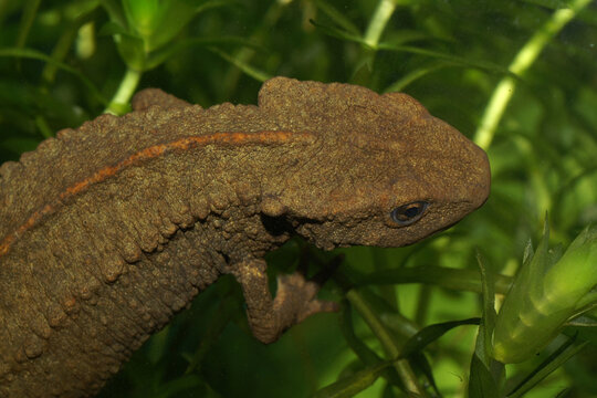 "Triturus Cristatus"-Bilder: Stock-Fotos & -Videos. | Adobe Stock