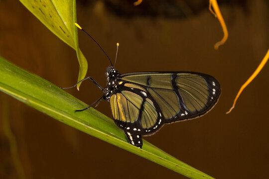 Glasswing bilder – Bläddra bland 1,017 stockfoton, vektorer och videor ...