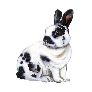 White Mini Rex Rabbits