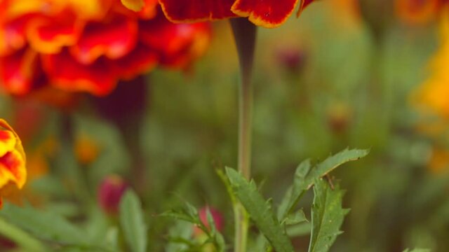 "Velvet Flower" Images – Browse 1,745 Stock Photos, Vectors, and Video ...
