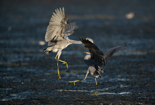Kommentkampf Bilder – Durchsuchen 92 Archivfotos, Vektorgrafiken und ...