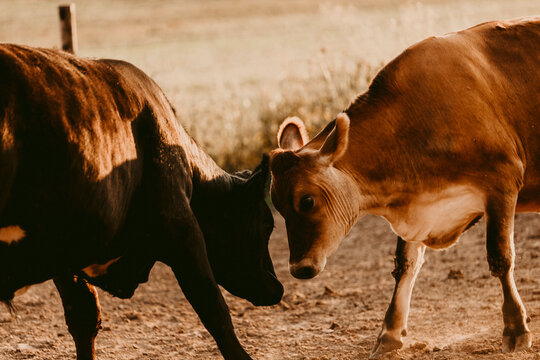 "Butting Heads" Images – Browse 209 Stock Photos, Vectors, and Video ...
