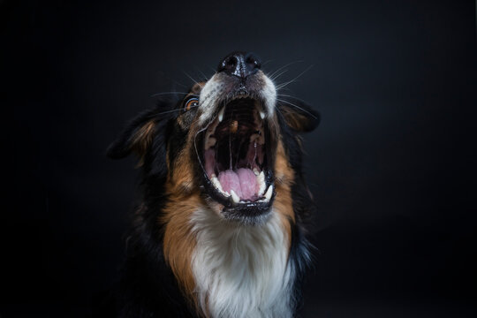 Schnappen Bilder – Durchsuchen 848 Archivfotos, Vektorgrafiken und Videos | Adobe Stock