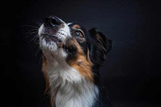 รูปภาพSchnappen – เลือกดูภาพถ่ายสต็อก เวกเตอร์ และวิดีโอ848 | Adobe Stock