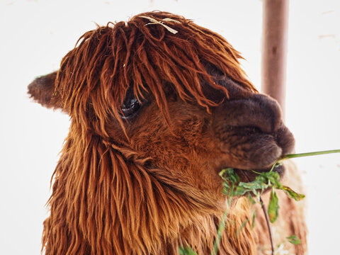 Cajoler Images – Parcourir 9,971 le catalogue de photos, vecteurs et ...
