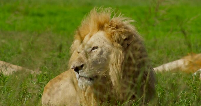 Lionees bilder – Bläddra bland 18 stockfoton, vektorer och videor ...