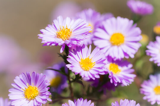 "Syn Bilder – Durchsuchen 4,334 Archivfotos, Vektorgrafiken und Videos ...