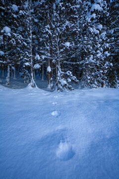 Fuchsspuren Bilder – Durchsuchen 2,215 Archivfotos, Vektorgrafiken und ...