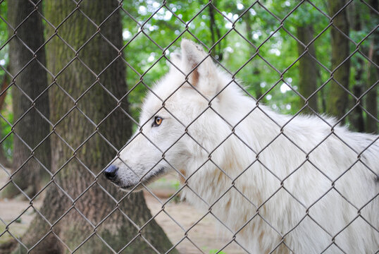Hurt Zoo Animal Bilder – Durchsuchen 979 Archivfotos, Vektorgrafiken ...