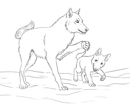 Wolf Playing Drawing