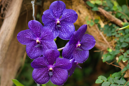 「Archidea」の画像 - 220 件の Stock 写真、ベクターおよびビデオ | Adobe Stock