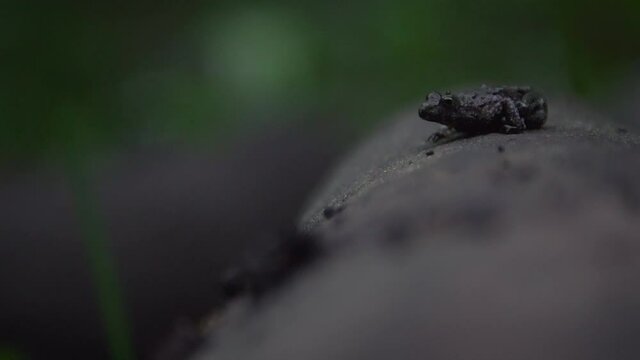 Fire-Bellied Images – Browse 455 Stock Photos, Vectors, and Video ...