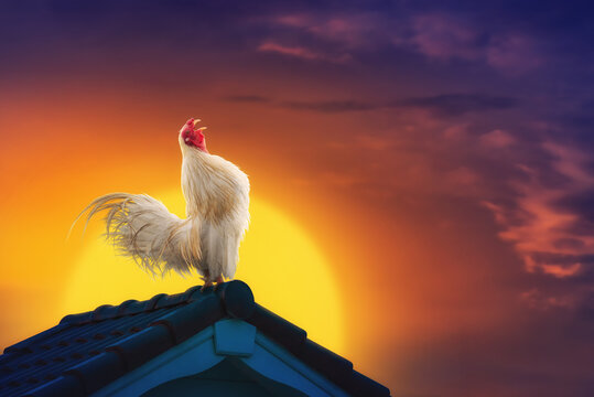 Rooster Crowing Sunrise Images – Browse 3,572 Stock Photos, Vectors ...