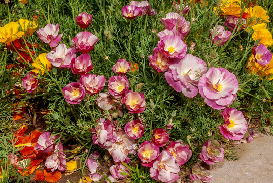 Nick Taurus photos, images, assets | Adobe Stock