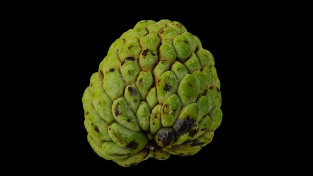 รูปภาพAtis – เลือกดูภาพถ่ายสต็อก เวกเตอร์ และวิดีโอ250 | Adobe Stock