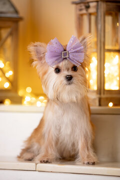 Baby Yorkie With Bow