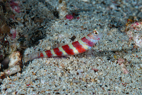 "Shrimp-Goby Immagini - Sfoglia 169 foto, vettoriali e video Stock ...