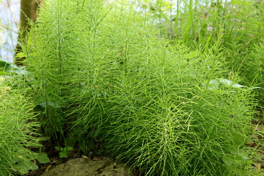 รูปภาพArthrophyta – เลือกดูภาพถ่ายสต็อก เวกเตอร์ และวิดีโอ454 | Adobe Stock