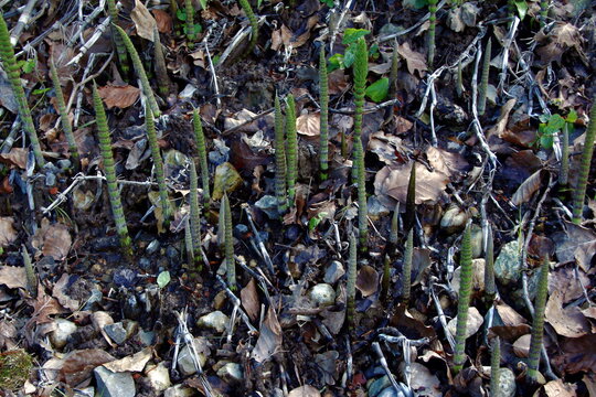 รูปภาพArthrophyta – เลือกดูภาพถ่ายสต็อก เวกเตอร์ และวิดีโอ454 | Adobe Stock