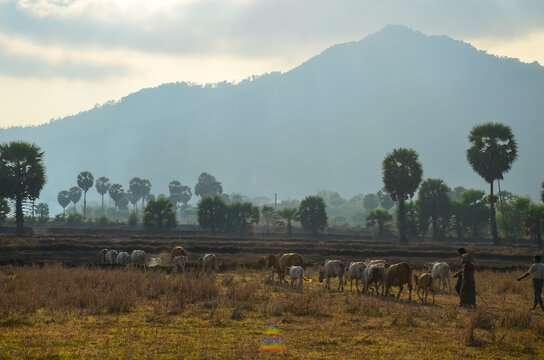 Tavoy Bilder – Durchsuchen 355 Archivfotos, Vektorgrafiken und Videos ...