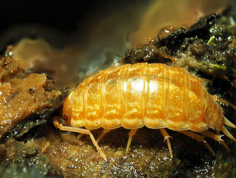 Fotos, lizenzfreie Bilder, Grafiken, Vektoren und Videos von Assel ...