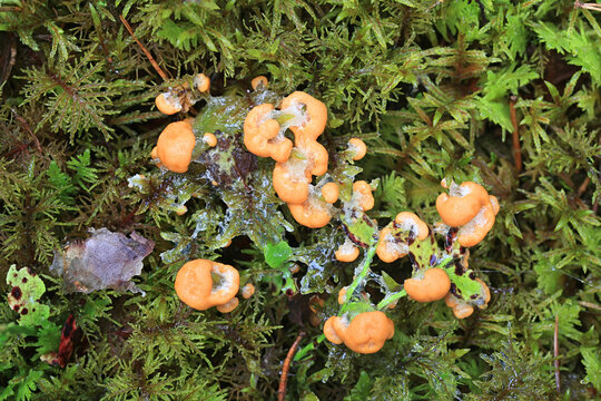 「Aethalium」の画像 - 51 件の Stock 写真、ベクターおよびビデオ | Adobe Stock