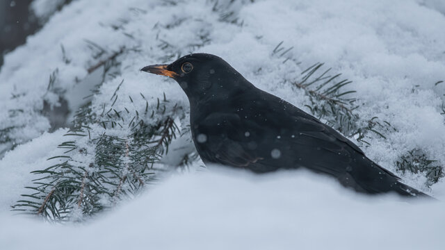 รูปภาพDrossel – เลือกดูภาพถ่ายสต็อก เวกเตอร์ และวิดีโอ4,175 | Adobe Stock