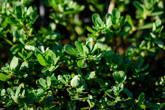 Pursley Bilder – Durchsuchen 377 Archivfotos, Vektorgrafiken und Videos ...