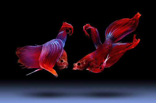 "Fish On Black Background" Images – Browse 507 Stock Photos, Vectors ...