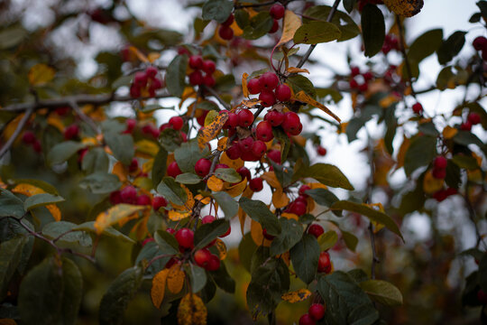Wildbeeren Images – Parcourir 609 le catalogue de photos, vecteurs et ...