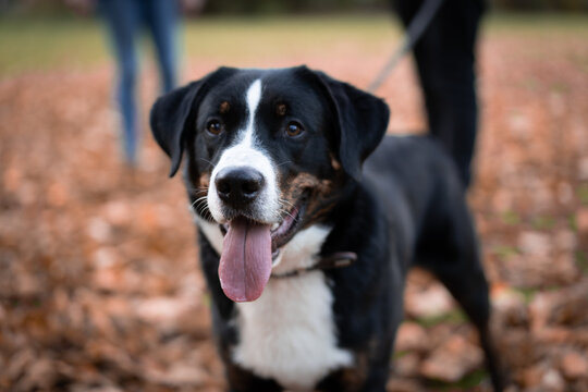 Balu Images – Browse 1,398 Stock Photos, Vectors, and Video | Adobe Stock