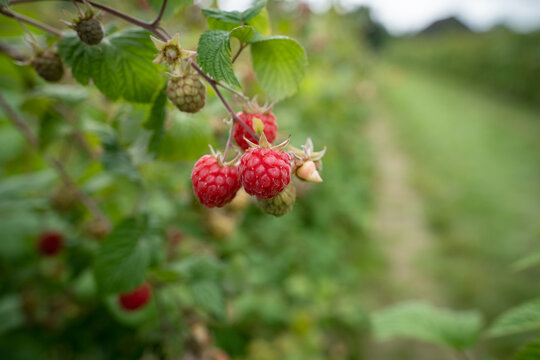 「Himbeer-Strauch」の画像 - 269 件の Stock 写真、ベクターおよびビデオ | Adobe Stock
