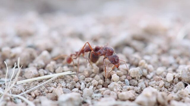 Dealate bilder – Bläddra bland 25 stockfoton, vektorer och videor ...