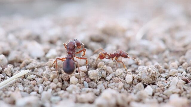 Dealate bilder – Bläddra bland 25 stockfoton, vektorer och videor ...
