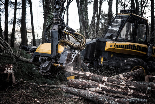 Delimber Images – Browse 59 Stock Photos, Vectors, and Video | Adobe Stock