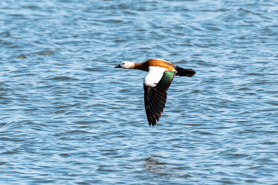 Califar Images – Browse 5 Stock Photos, Vectors, and Video | Adobe Stock