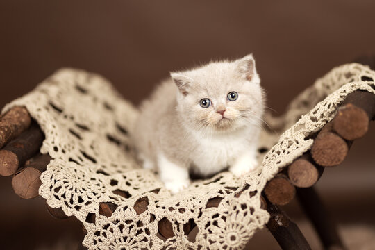 รูปภาพFauchen – เลือกดูภาพถ่ายสต็อก เวกเตอร์ และวิดีโอ1,199 | Adobe Stock