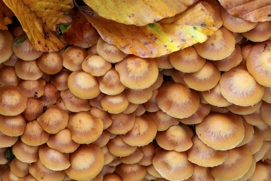 รูปภาพPholiota – เลือกดูภาพถ่ายสต็อก เวกเตอร์ และวิดีโอ1,584 | Adobe Stock