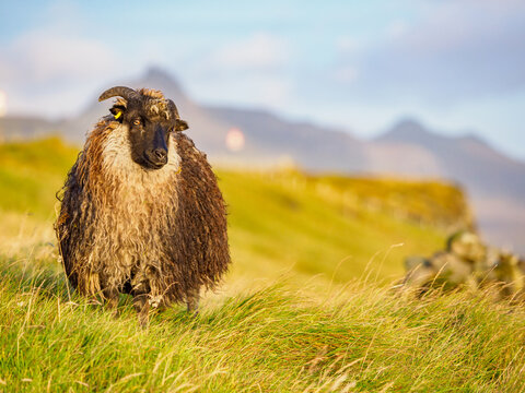 รูปภาพBaa-Lamb – เลือกดูภาพถ่ายสต็อก เวกเตอร์ และวิดีโอ356 | Adobe Stock