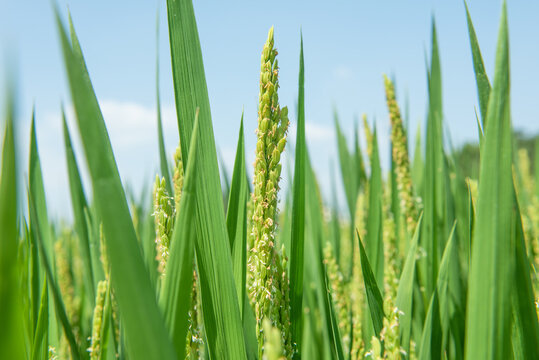 "Rice Flower" Images – Browse 1,055 Stock Photos, Vectors, and Video ...