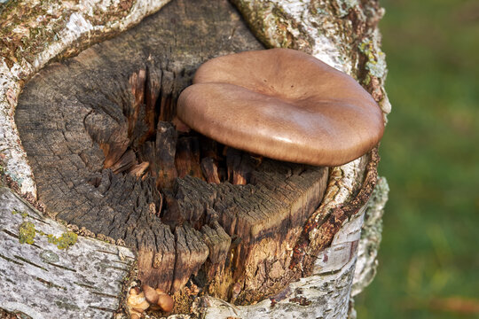 Pilzbefall-Bilder: Stock-Fotos & -Videos. | Adobe Stock