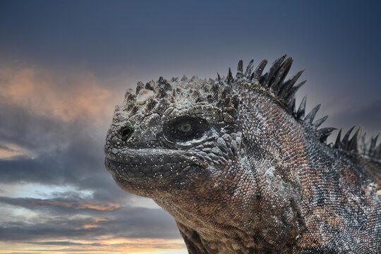 Imágenes de Saurio: descubre bancos de fotos, ilustraciones, vectores y ...