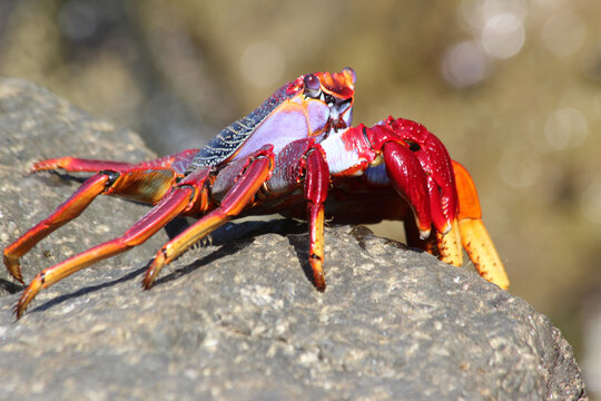 Krebstier bilder – Bläddra bland 2,879 stockfoton, vektorer och videor ...