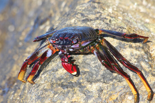 Krebstier bilder – Bläddra bland 2,879 stockfoton, vektorer och videor ...