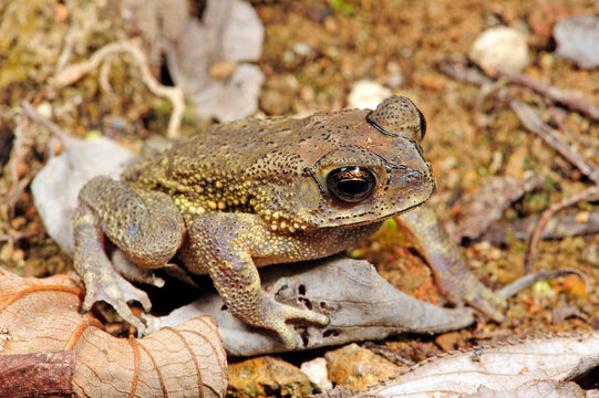 Sapos bilder – Bläddra bland 144 stockfoton, vektorer och videor ...