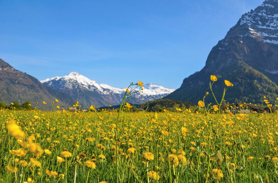 รูปภาพAlpenwiese – เลือกดูภาพถ่ายสต็อก เวกเตอร์ และวิดีโอ1,496 | Adobe ...